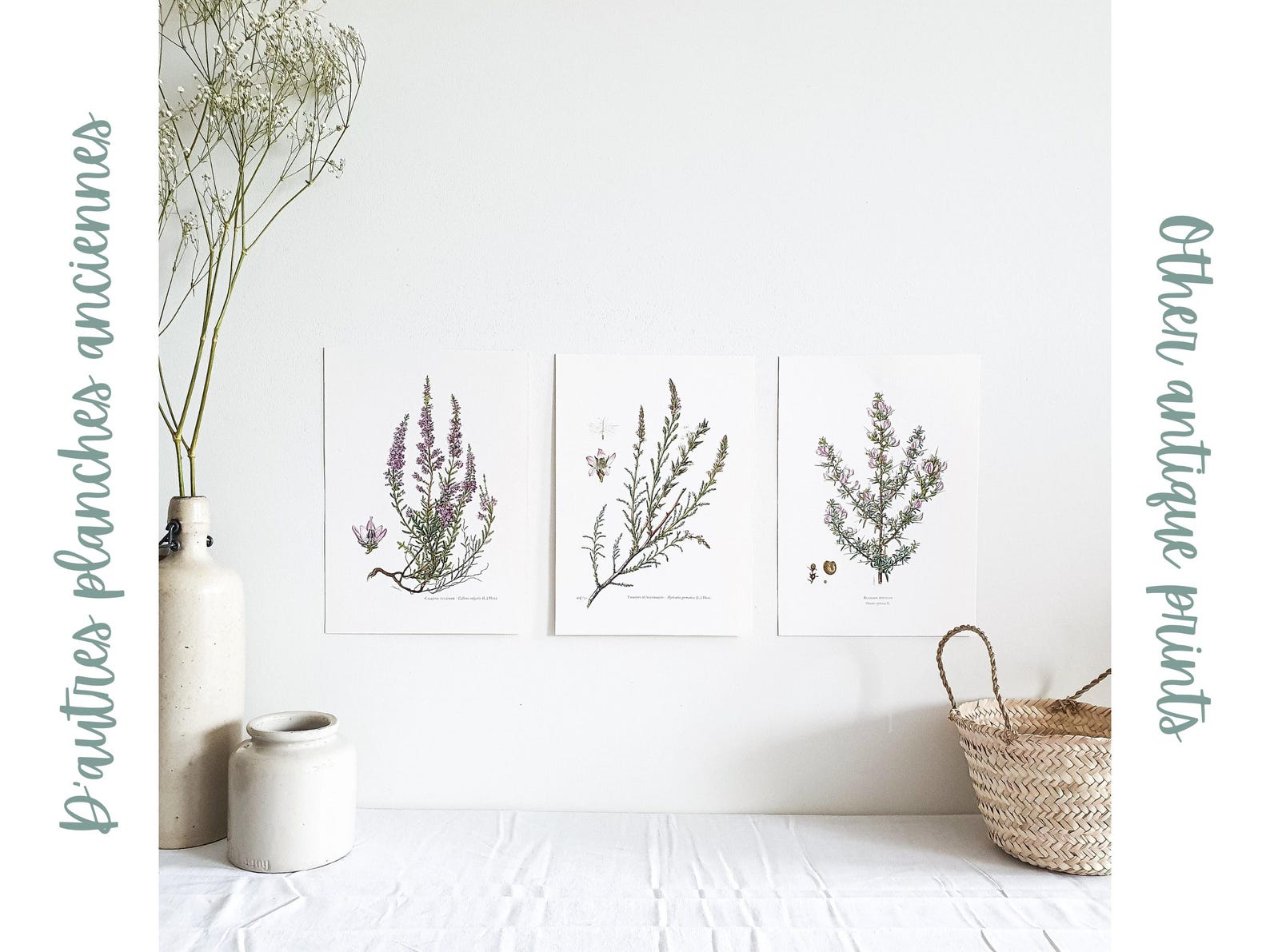 1964 Set of 2 Botanical Prints, Vintage Antique Posters, Old Floral ...