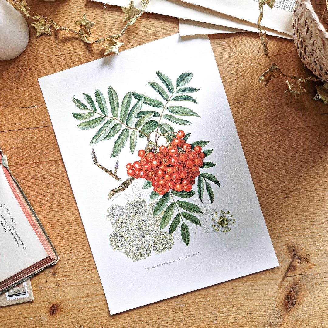 1950 Vintage Botanical Print, Botanical Print, Old Botanical Poster ...