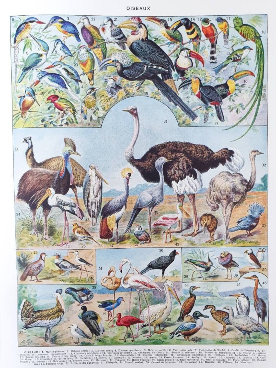 1930 BIRDS 4 OSTRICH Original Vintage Poster Antique Antique Authentic ...