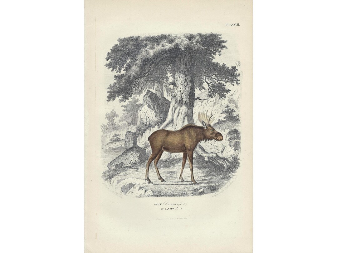1854 Elk Old Lithograph, Canadian Elk Old Illustration, Vintage Poster ...