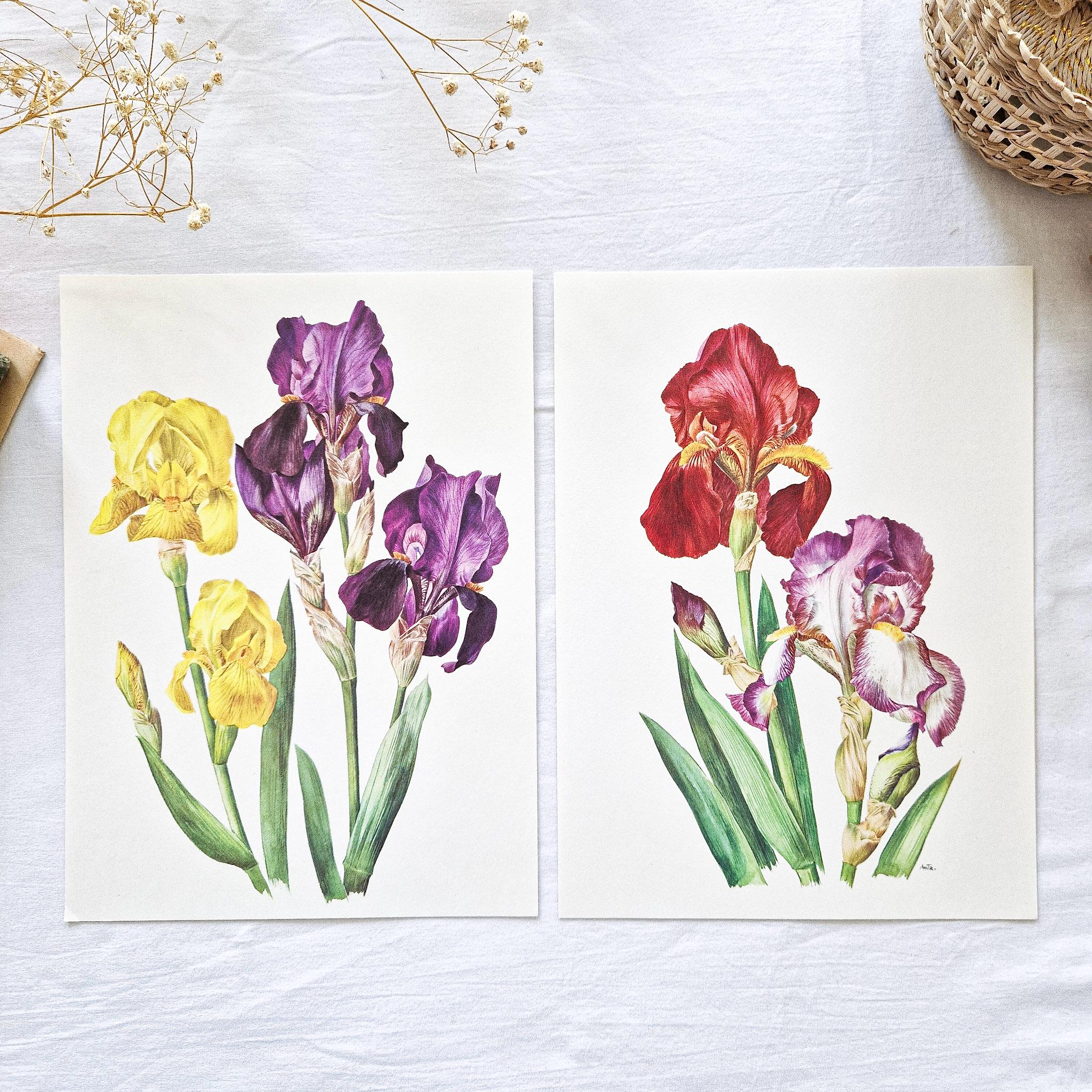 1964 Set of 2 Botanical Prints, Vintage Antique Posters, Old Floral ...