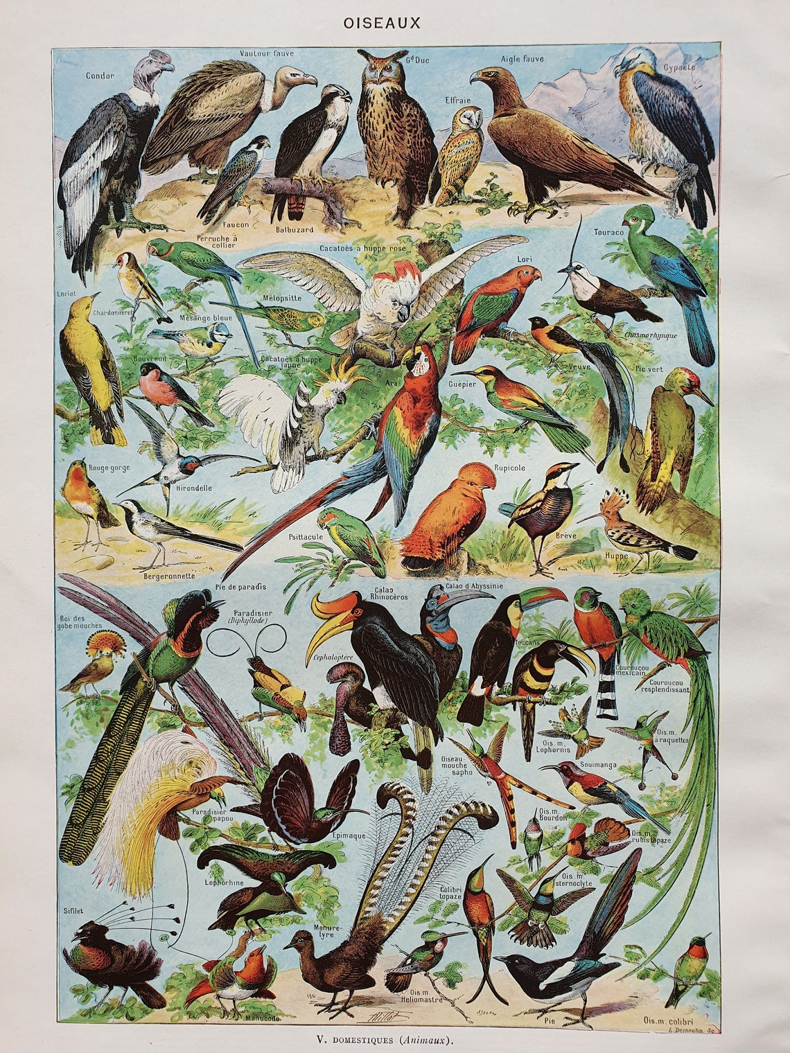 1949 OISEAUX 1 Affiche vintage illustrée Affiche originale - Etsy France