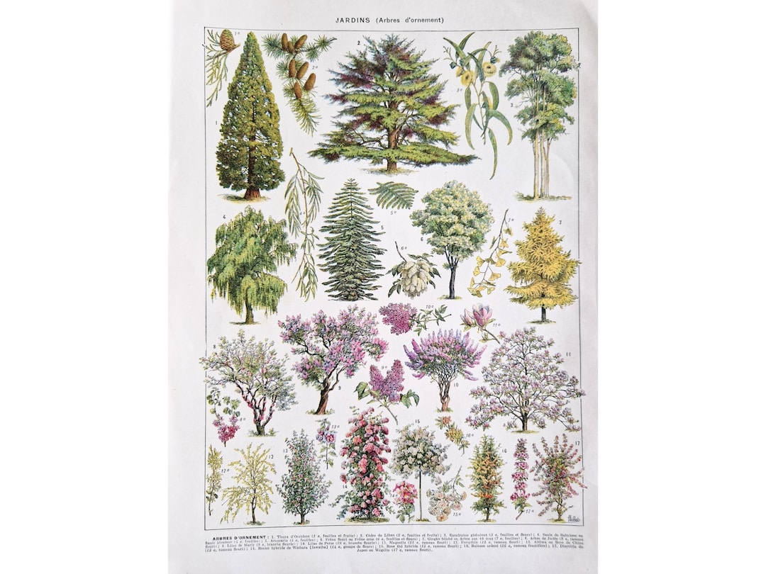 1930 GARDENS 1 Vintage Poster of Trees, Forest, Woods, Botanical Nature ...