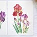1964 Set of 2 Botanical Prints, Vintage Antique Posters, Old Floral ...