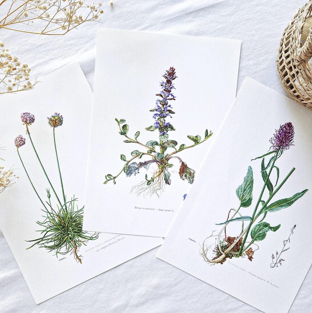 1950 Set of 3 Old Botanical Prints, Flower Posters, Vintage Botanicals ...