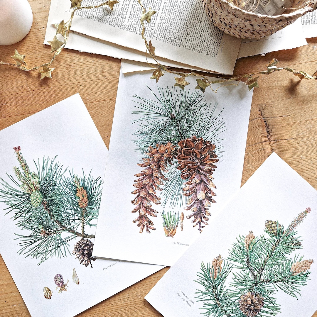 1950 Set of 3 Botanical Prints, Vintage Botanical Posters, Antique ...