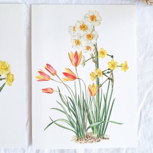1964 Set of 2 Vintage Illustrated Botanical Plates, Old Floral Poster ...