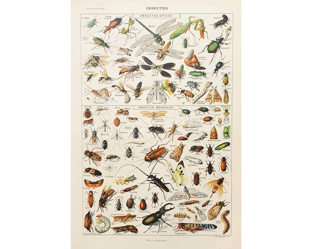 1920 INSECTS | Old Vintage Poster | Illustration Plate | Original ...