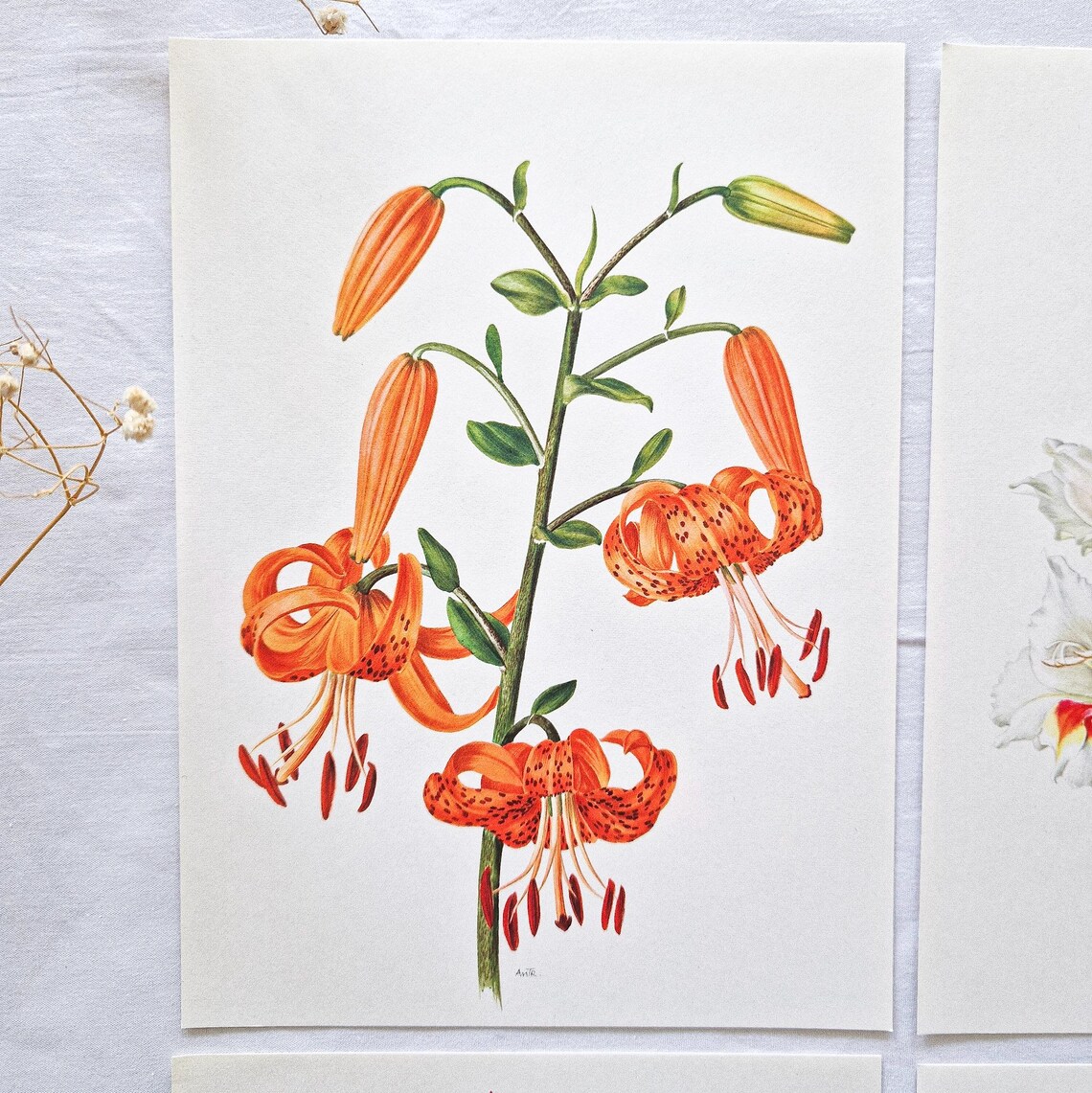 1964 Set of 4 Botanical Prints, Vintage Antique Posters, Old Floral ...