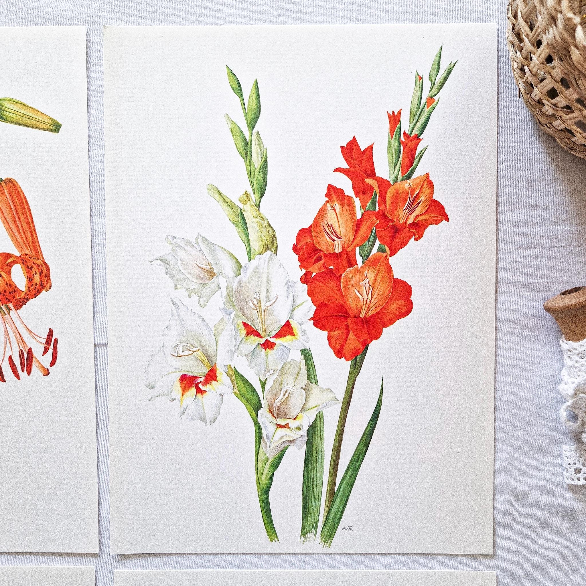 1964 Set of 4 Botanical Prints, Vintage Antique Posters, Old Floral ...