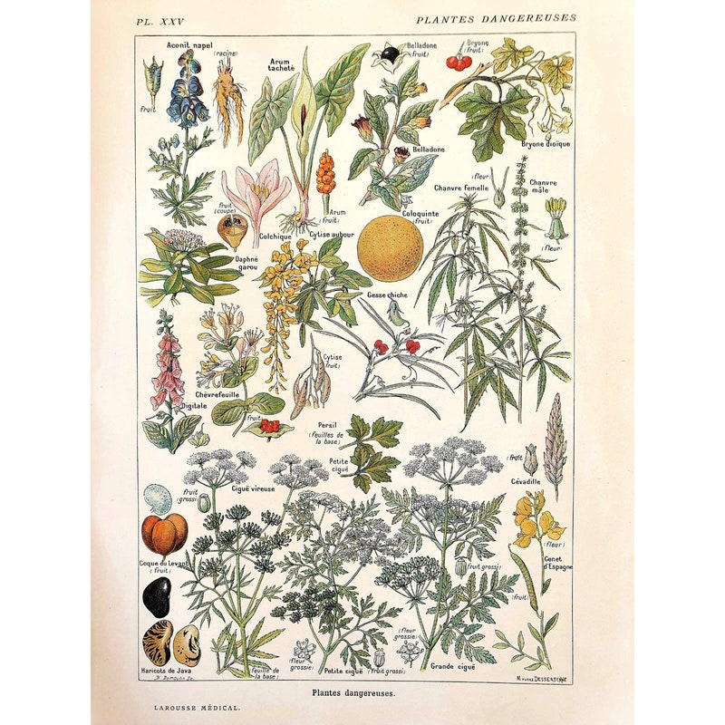 Botanical Poster - Etsy