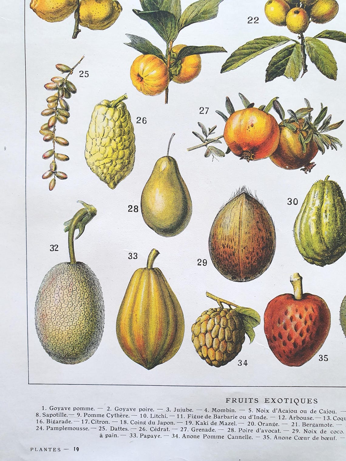 1920 Fruits Antique Print, Fruits Old Poster, Vintage Poster for the ...