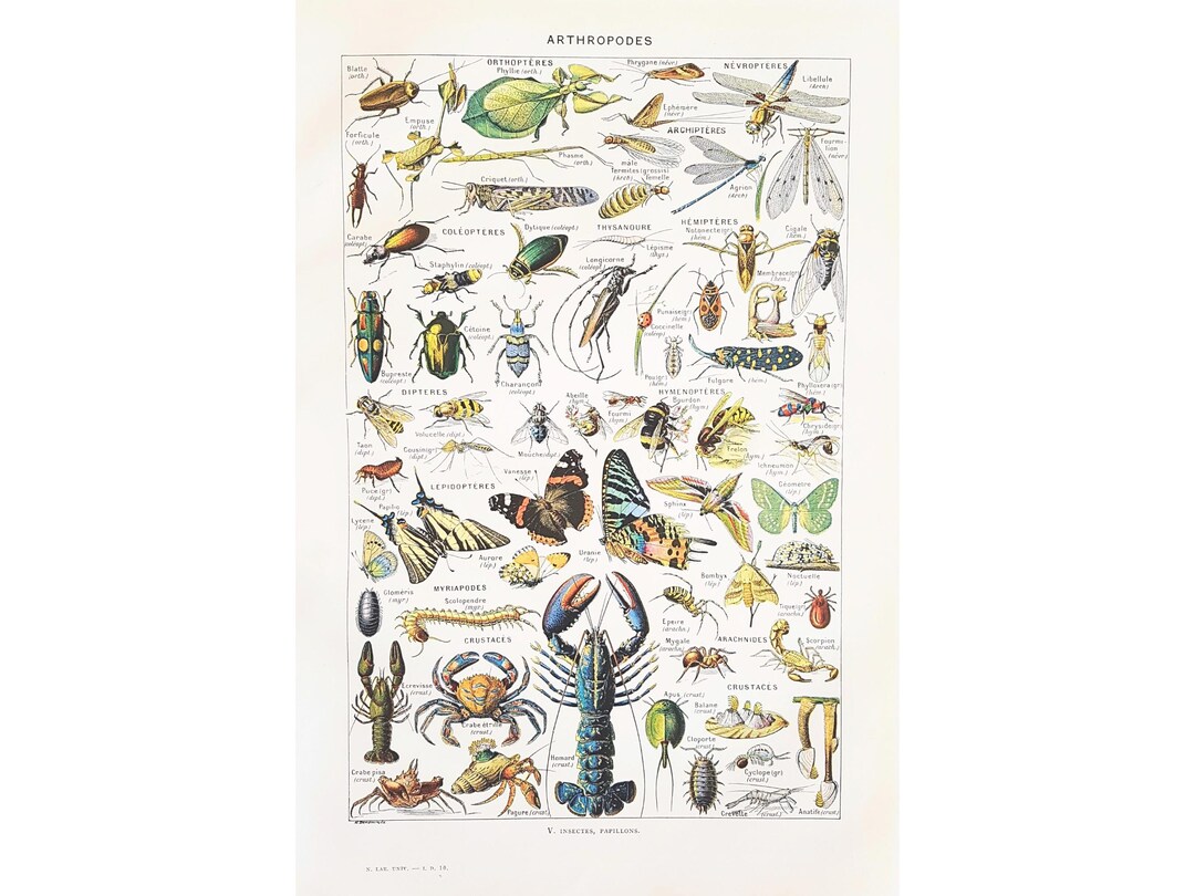 1949 ARTHROPODS Original Vintage Poster Antique Authentic Print ...