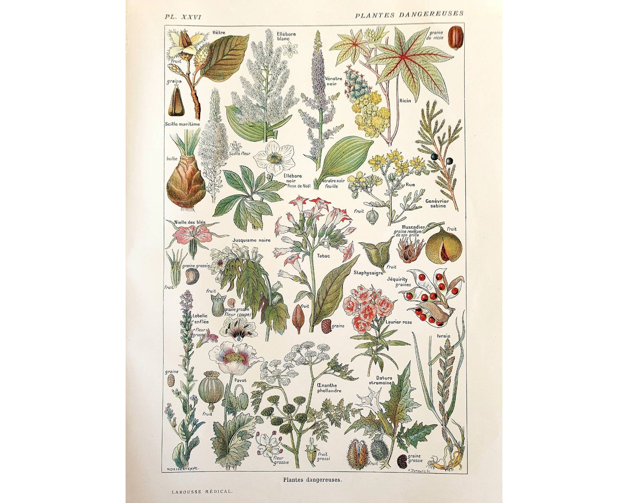 Lithographs Prints 1912 Medicinal board SUDORIFIC PLANTS Poster vintage ...