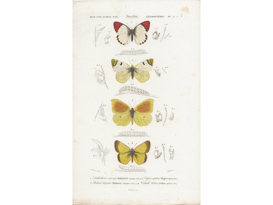 1849 Authentic Old Engraving Butterfly, Butterfly Original Antique ...