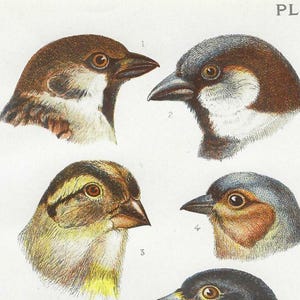 1890 Birds Old Print, Small Vintage Bird Poster, Antique Poster, Old ...