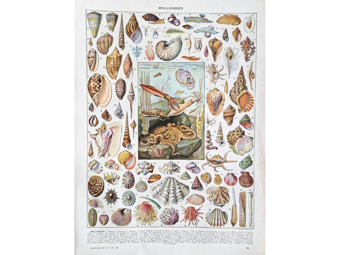 1930 MOLLUSCS Original Vintage Poster Antique Authentic Print Poster ...