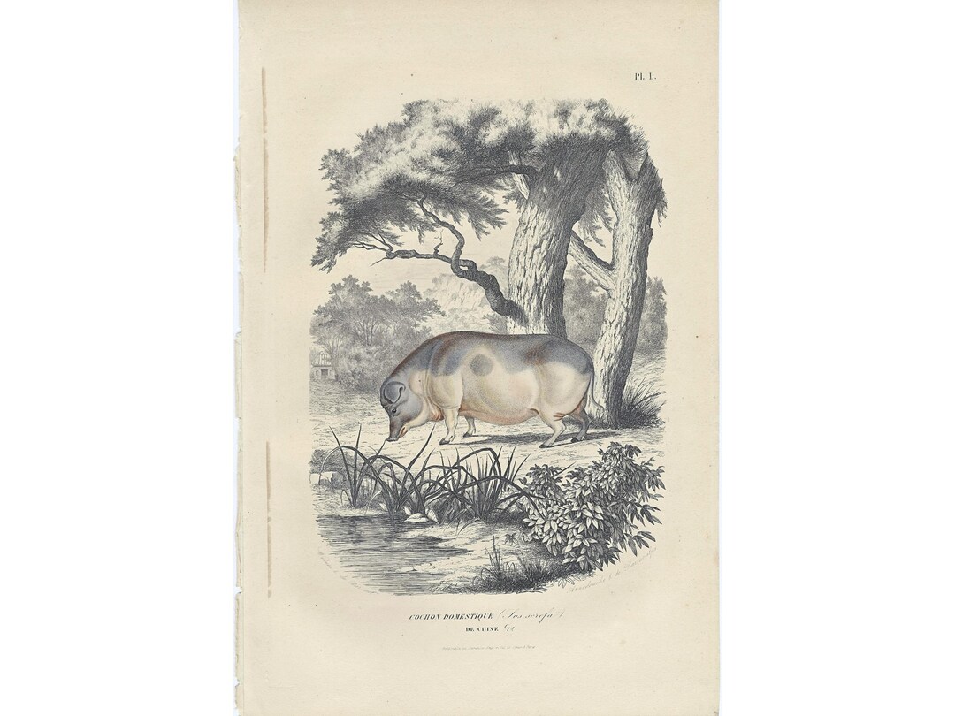 1854 Domestic Pig, Old Lithograph, Old Farm Animal Illustration ...