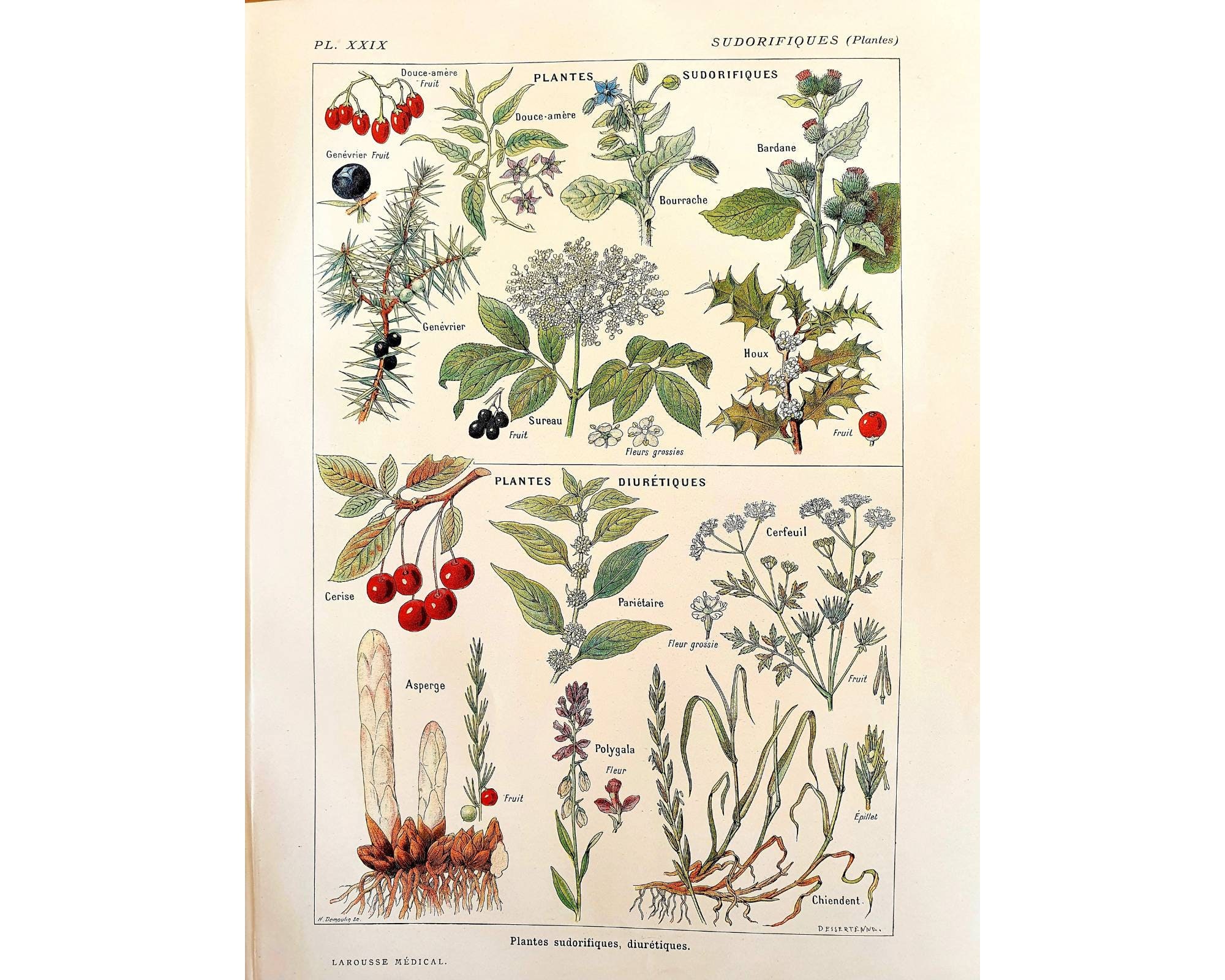 Lithographs Prints 1912 Medicinal board SUDORIFIC PLANTS Poster vintage ...