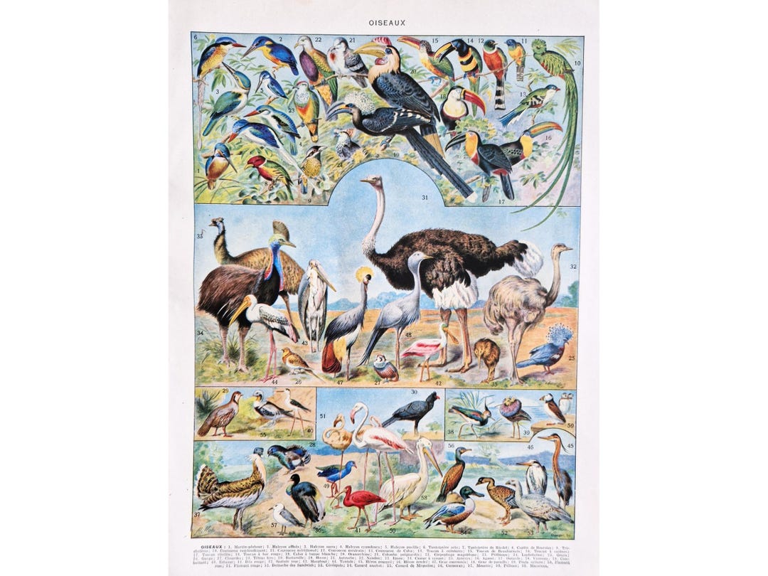 1930 Ostrich Poster, Birds Antique Print, Authentic Old Poster, Birds ...