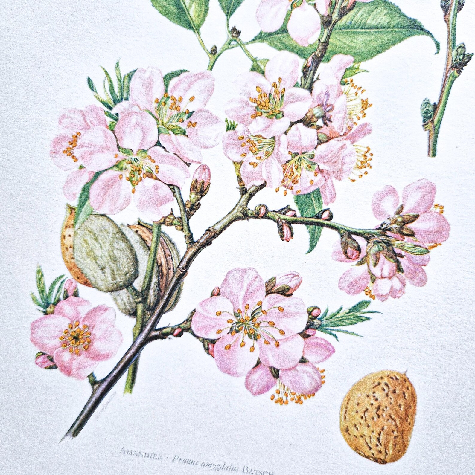 1950 Old Botanical Prints, Set of 2 Vintage Botanical Prints, Almond ...