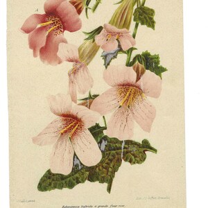 1892 Vintage Botanical Print, Old Antique Poster, Flower Old ...