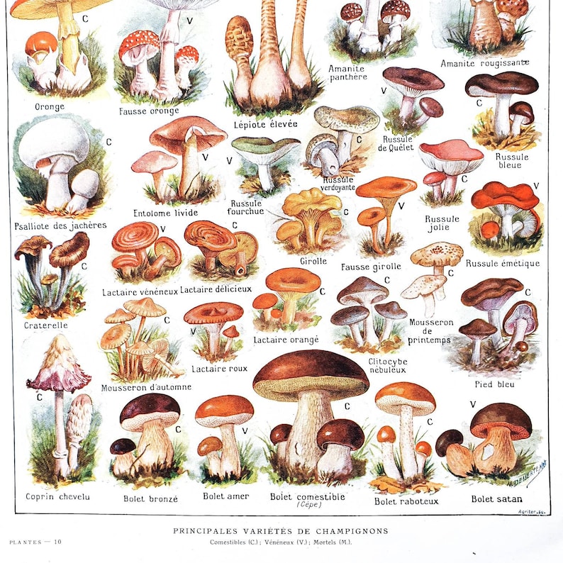 1920 Plate "mushrooms" Original Vintage Poster Illustrated Botanical ...