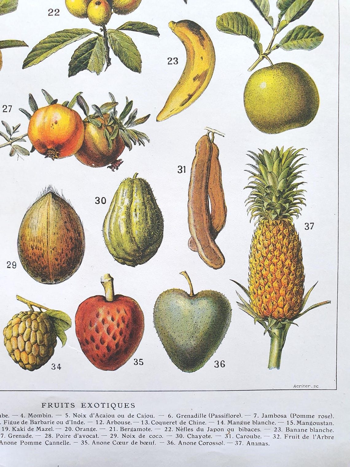 1920 Fruits Antique Print, Fruits Old Poster, Vintage Poster for the ...