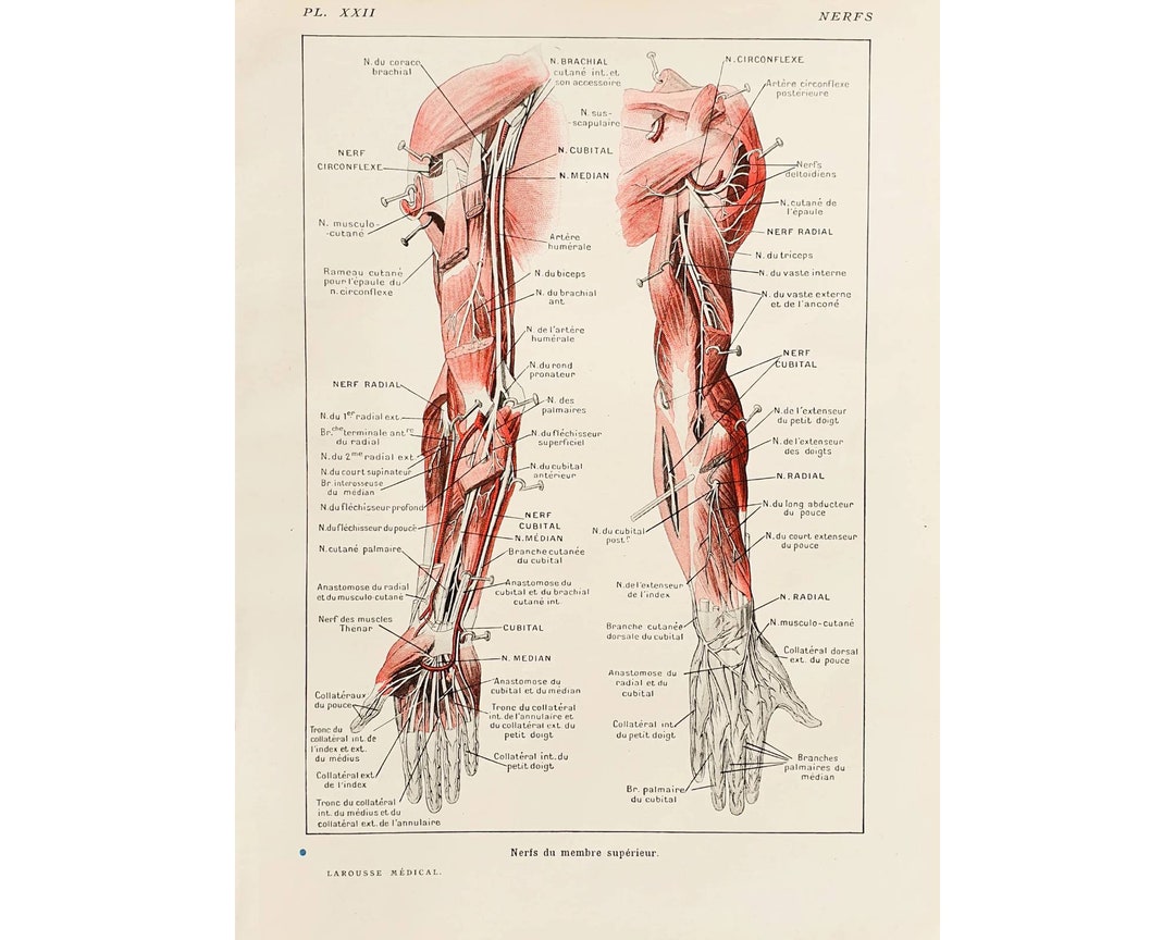 1912 Vintage Old Anatomy Science Poster, Human Body Illustration ...