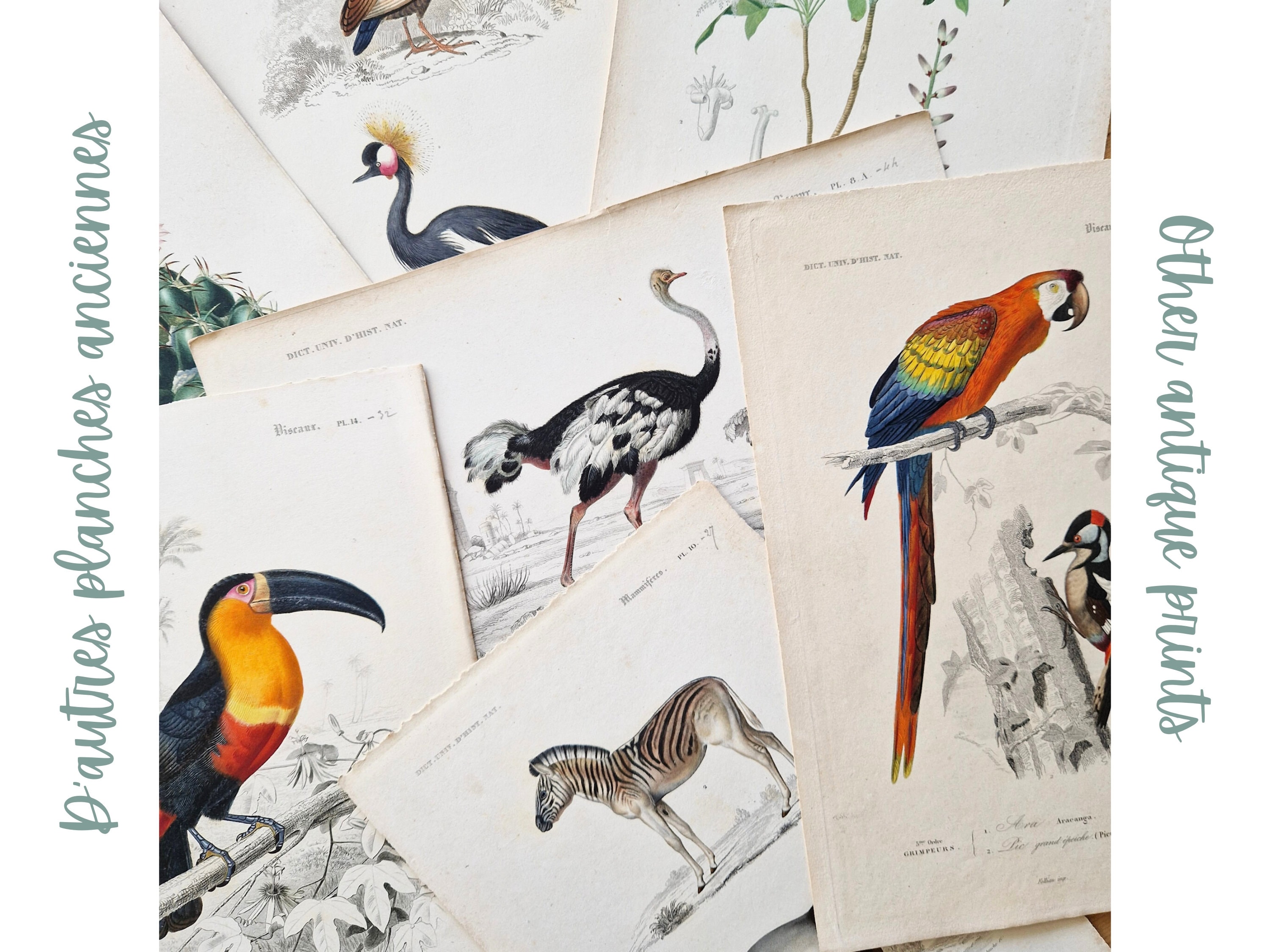 1849 Authentic Old Engraving Bird, Original Antique Print, Hand Colored ...