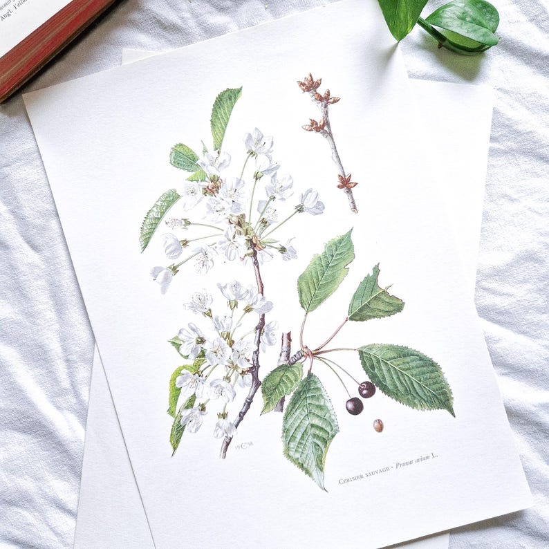 1950 Old Botanical Prints, Set of 2 Vintage Botanical Prints, Almond ...