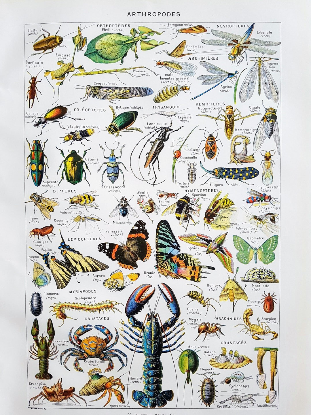 1949 Papillons Insectes Crustacés ARTHROPODES Affiche vintage ancienne ...
