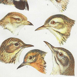 1890 Birds Old Print, Small Vintage Bird Poster, Antique Poster, Old ...