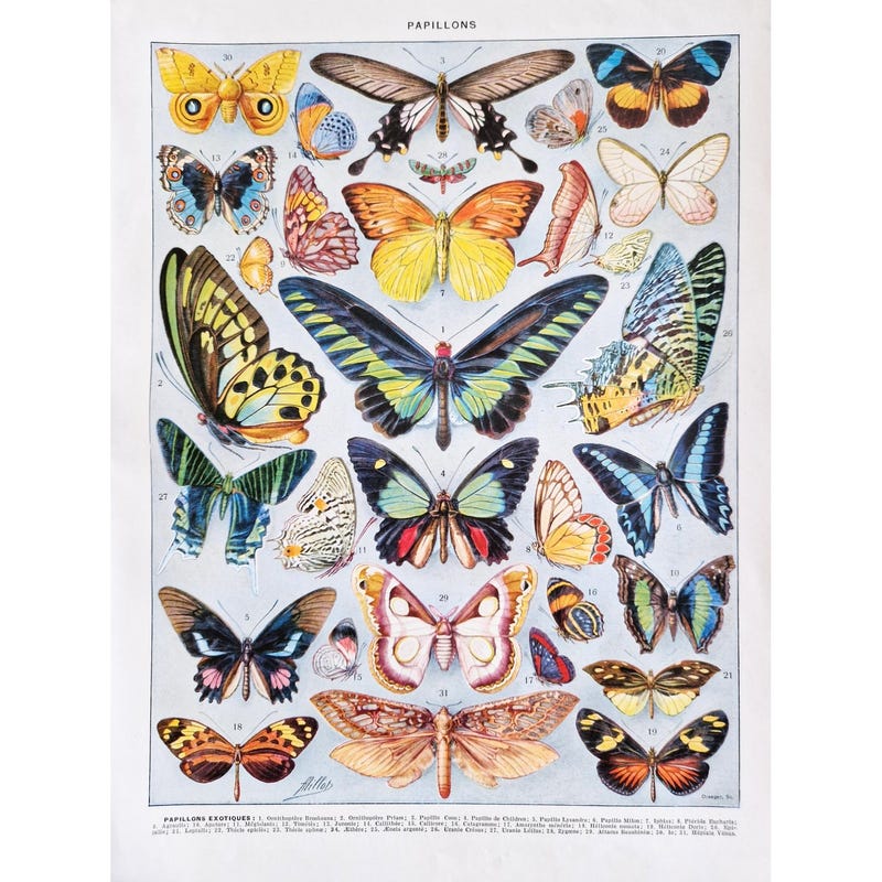 Butterfly Lithograph - Etsy