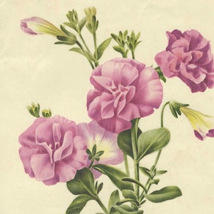 1892 Vintage Botanical Print, Old Antique Print, Flower Old ...