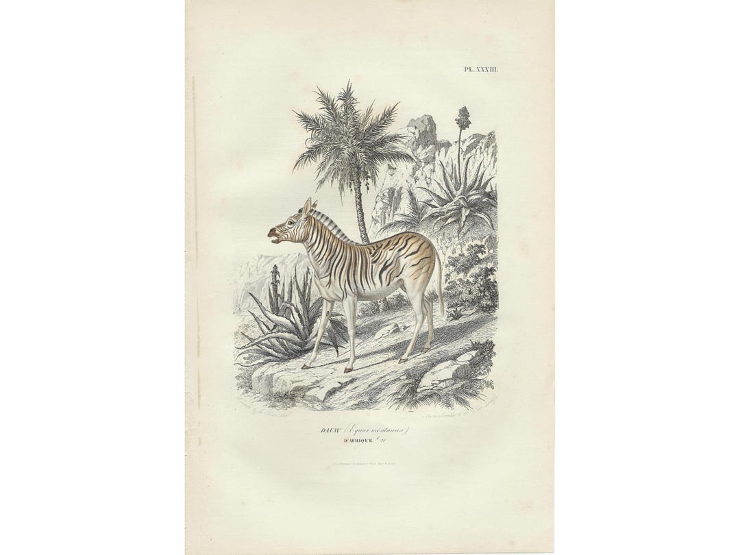 1854 Zebra Old Lithograph, African Dauw Zebra Old Illustration, Vintage ...