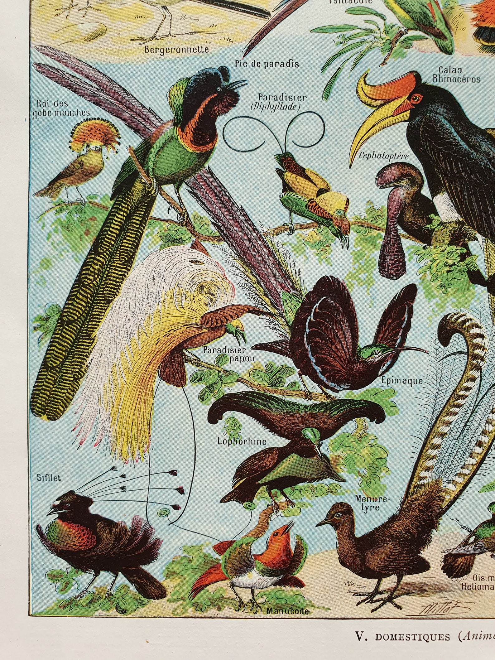 1949 OISEAUX 1 Affiche vintage illustrée Affiche originale - Etsy France