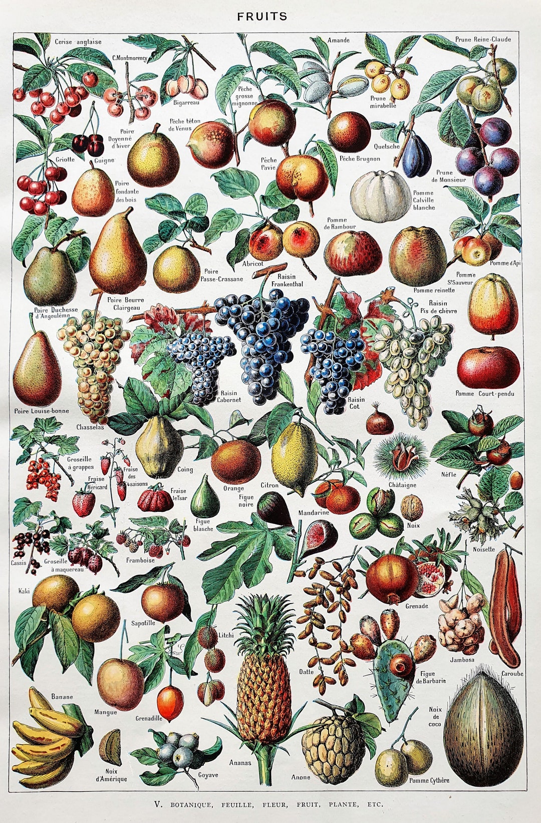 1949 FRUITS Original Vintage Poster Antique Antique Authentic Print ...