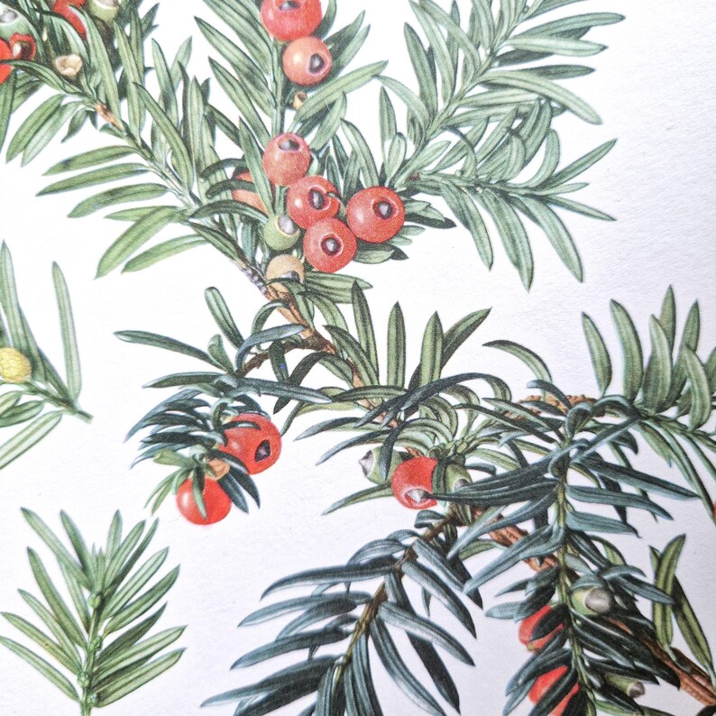 1950 Botanical Print, Vintage Botanical Print, Old Botanical Poster ...