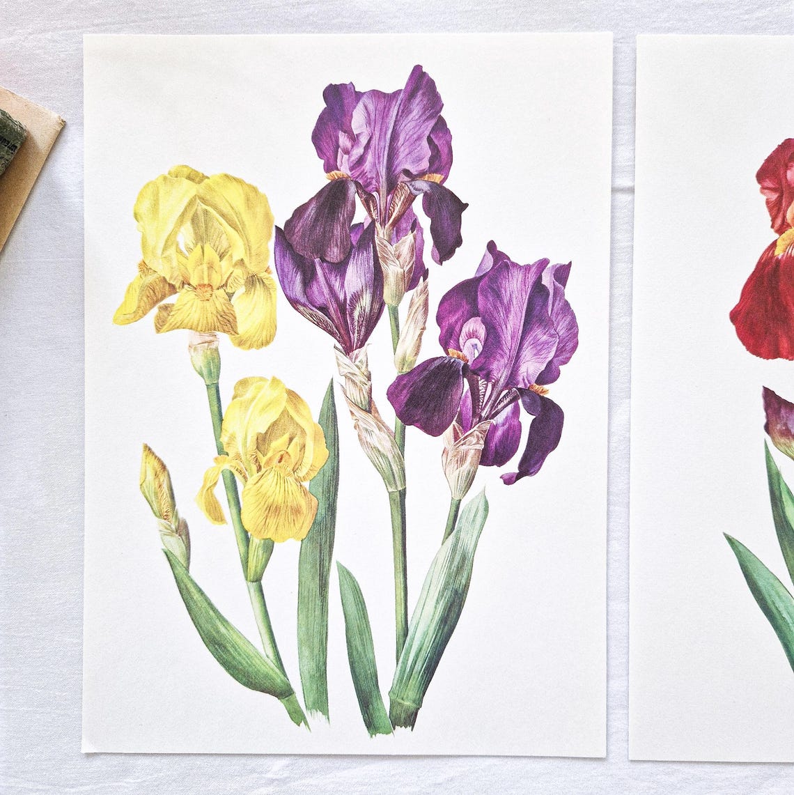 1964 Set of 2 Botanical Prints, Vintage Antique Posters, Old Floral ...