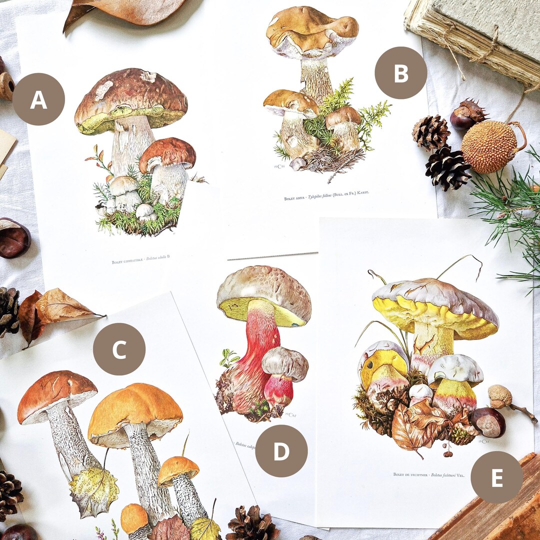 1960 MUSHROOM BOLET, Old Botanical Print, Vintage Original Poster ...