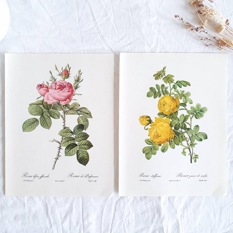 Botanical Rose Print Etsy