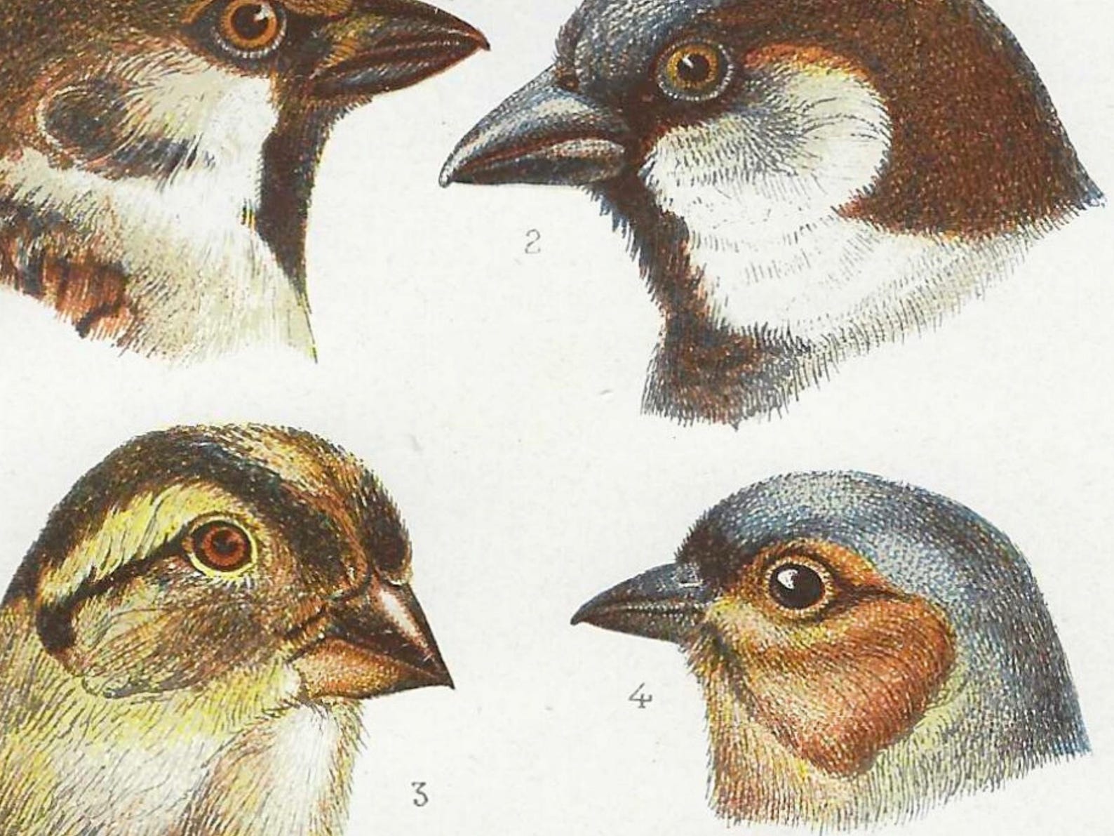 1890 Birds Old Print, Small Vintage Bird Poster, Antique Poster, Old ...