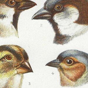 1890 Birds Old Print, Small Vintage Bird Poster, Antique Poster, Old ...
