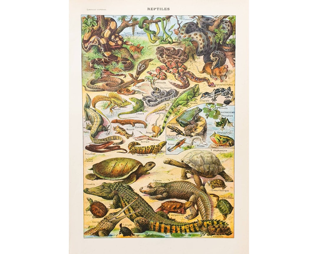 1920 REPTILES Poster | Old Vintage Poster | Crocodile Illustration ...