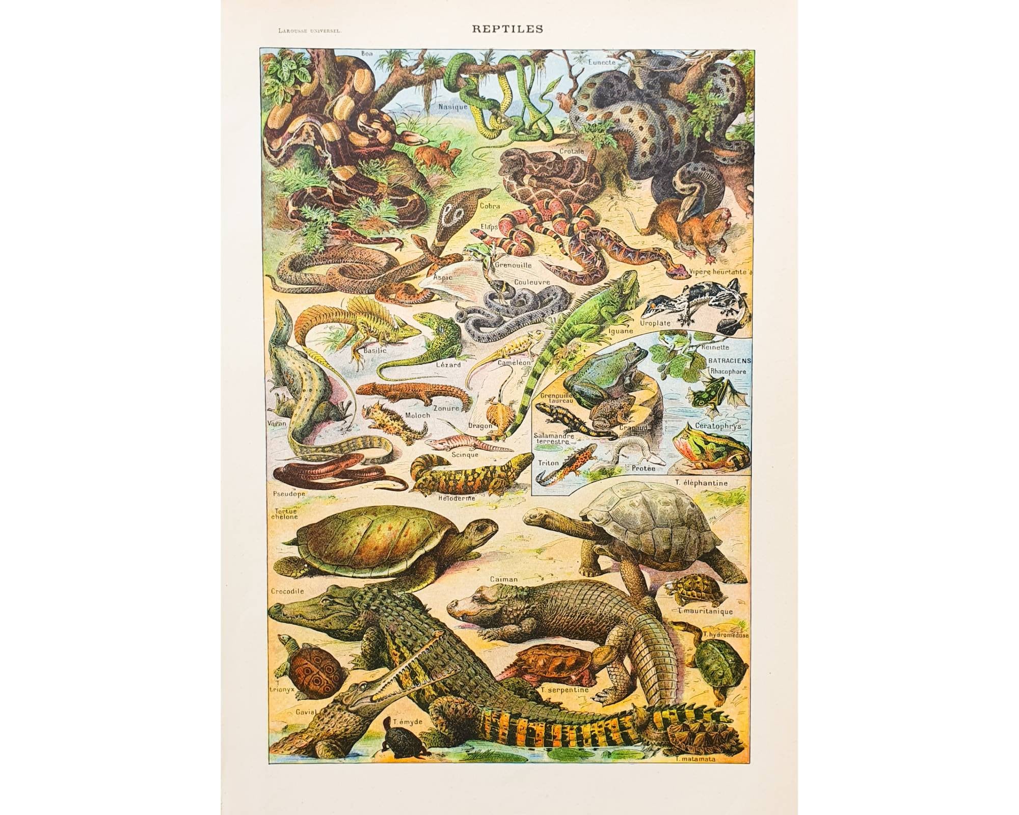 1920 Reptiles Poster | Vintage Poster | Crocodile Illustration ...