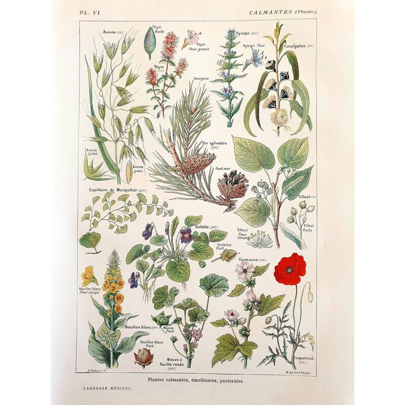 Botanical Poster - Etsy
