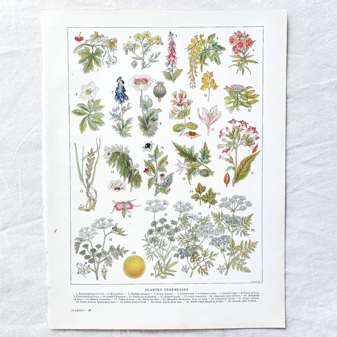 1920 POISONOUS PLANTS Old Vintage Poster Flowers Plants, Nature ...