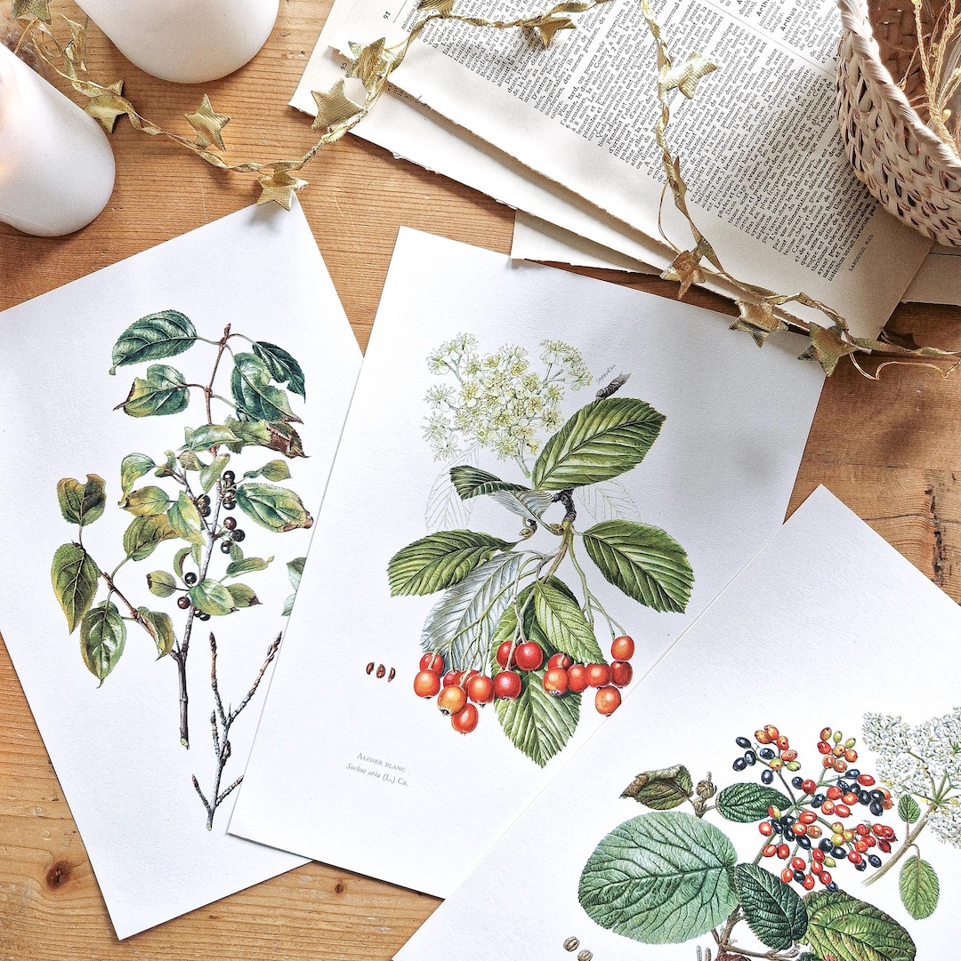 1950 Set of 3 Botanical Prints, Old Botanical Posters, Vintage ...