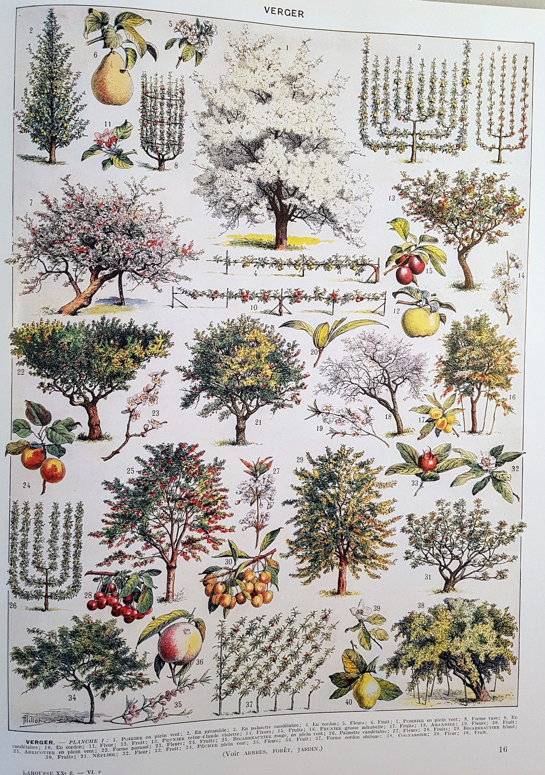 1930 ORCHARD Vintage Poster alte Bäume Obst Gemüsegarten, Botanische ...